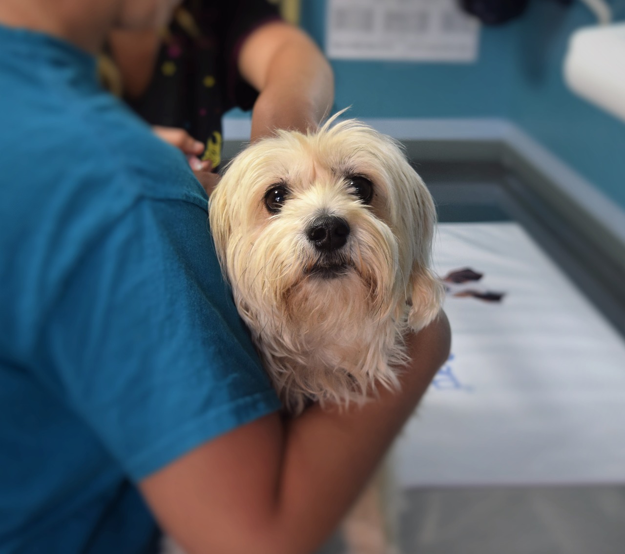 Meloxicam For Dogs: Uses, Dosages, & Side Effects