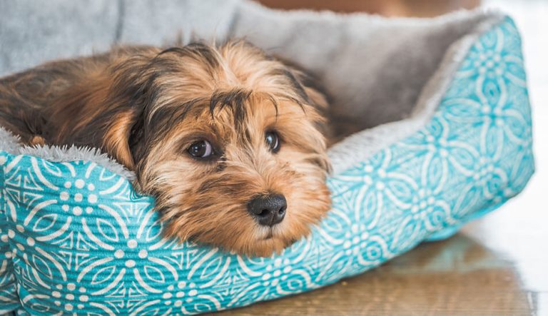 Top 10 Best Calm Dog Breeds Of 2021 - ThePetsMagazine