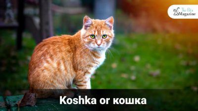 How To Say Cat In Russian | ThePetsMagazine