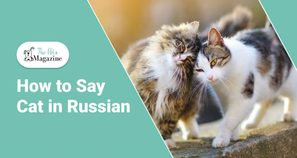 How To Say Cat In Russian | ThePetsMagazine