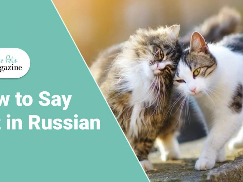 Pets - ThePetsMagazine