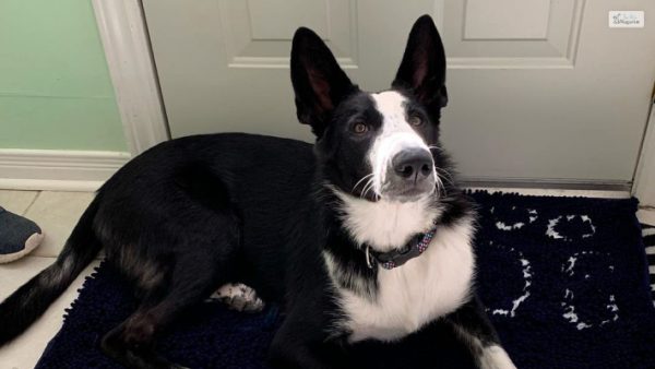 Panda German Shepherd: A Complete Breed Profile