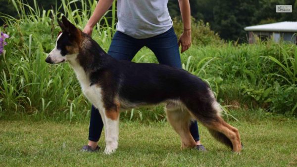 Panda German Shepherd: A Complete Breed Profile