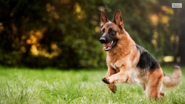 Panda German Shepherd: A Complete Breed Profile