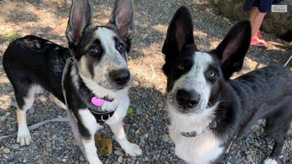 Panda German Shepherd: A Complete Breed Profile