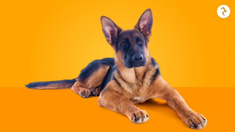 German Shepherd Growth Chart: Every Thing That You Must Know