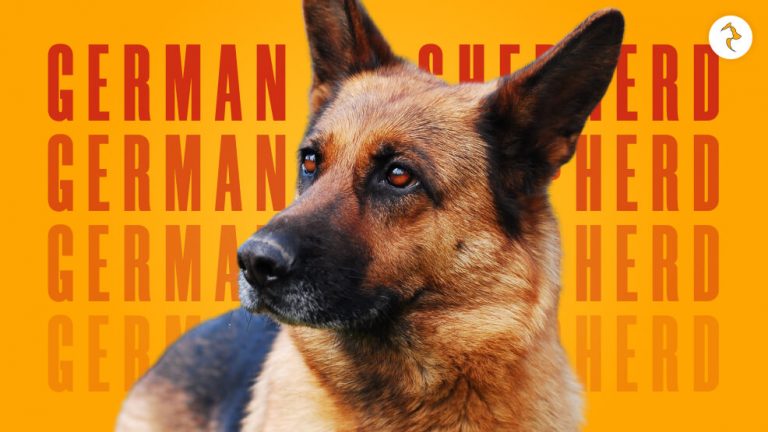German Shepherd Growth Chart: Every Thing That You Must Know