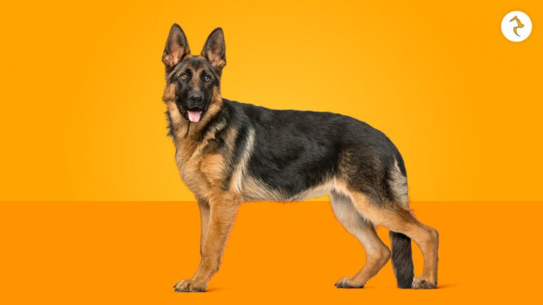 German Shepherd Growth Chart: Every Thing That You Must Know