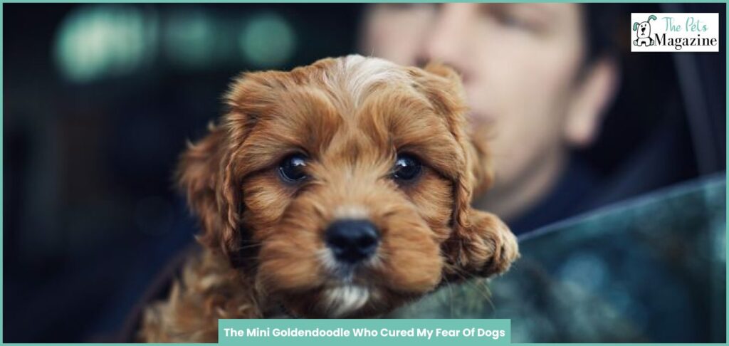 10 Things to Know About A Mini Goldendoodle