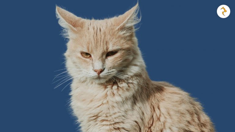 12 Orange Cat Breeds You’ll Fall in Love!