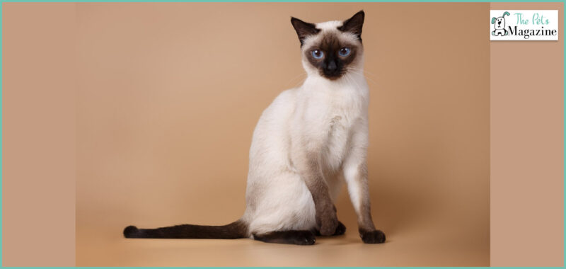 10 Types of Siamese Cats: A Complete Overview