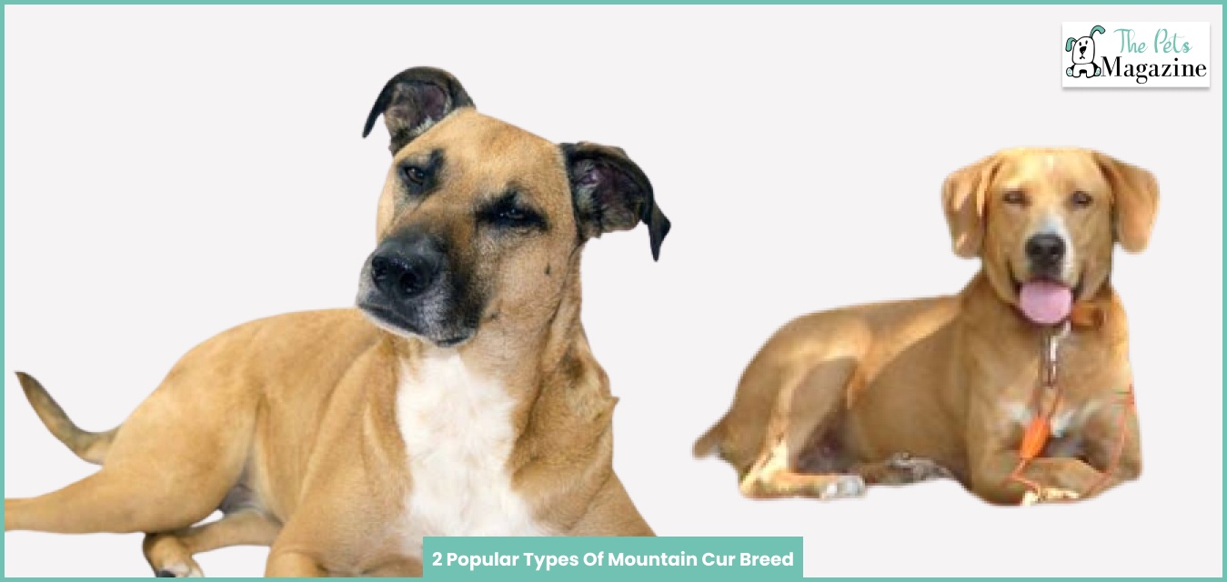 Mountain Cur : Is the Black Mouth Cur A Common Dog Breed?