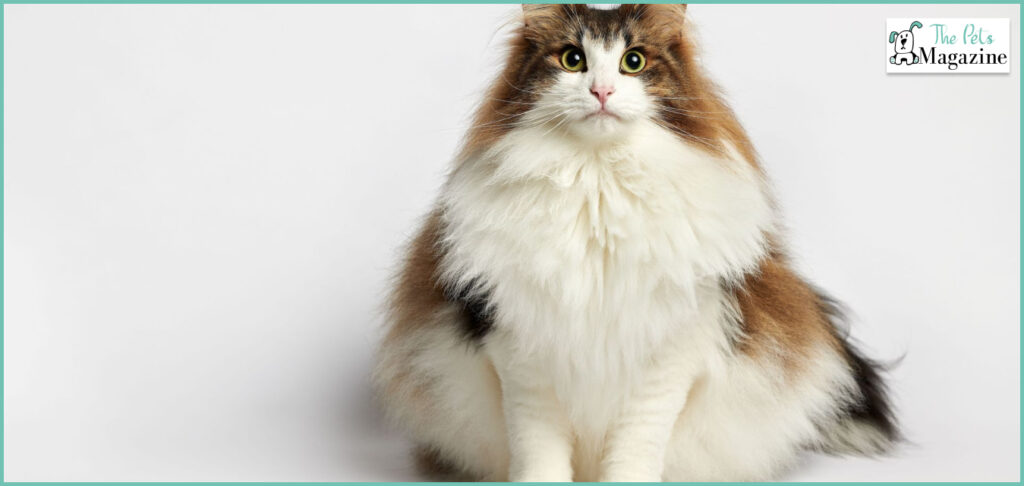 Pumba Cats 101: An Introduction to the Caracal Cat Breed