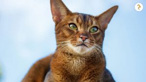 Most Popular Breeds of Brown Cats to Know About In 2025
