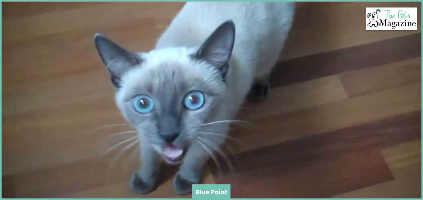 10 Types of Siamese Cats: A Complete Overview