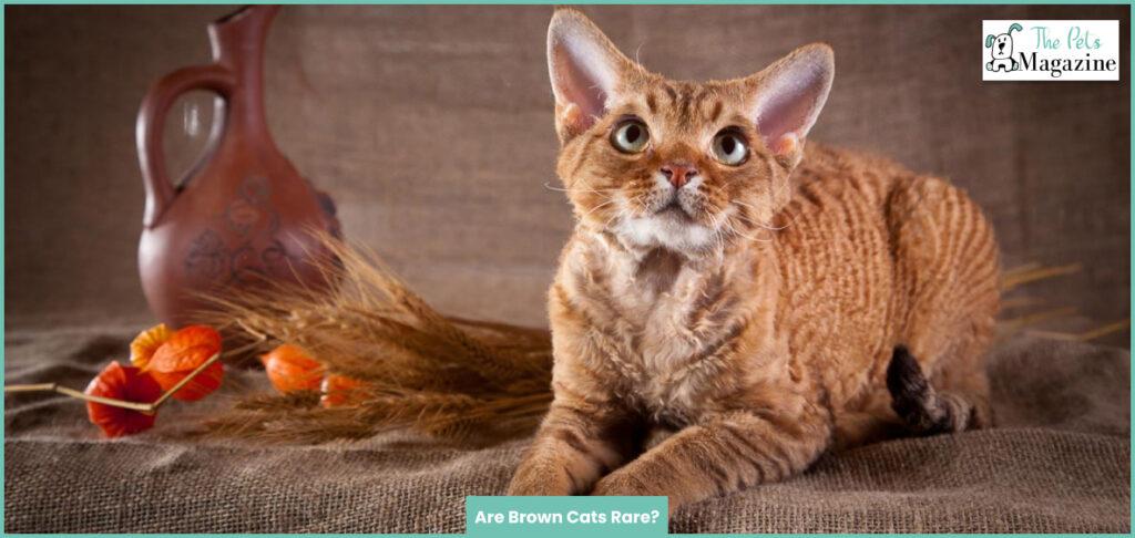 5 Best Breeds Of Brown Cats To Know About In 2024