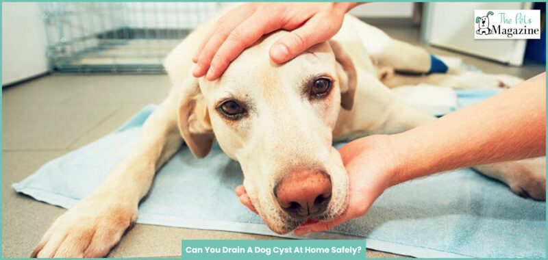 What Is a Sebaceous Cyst Dog & How To Drain A Cyst On Your Dog?
