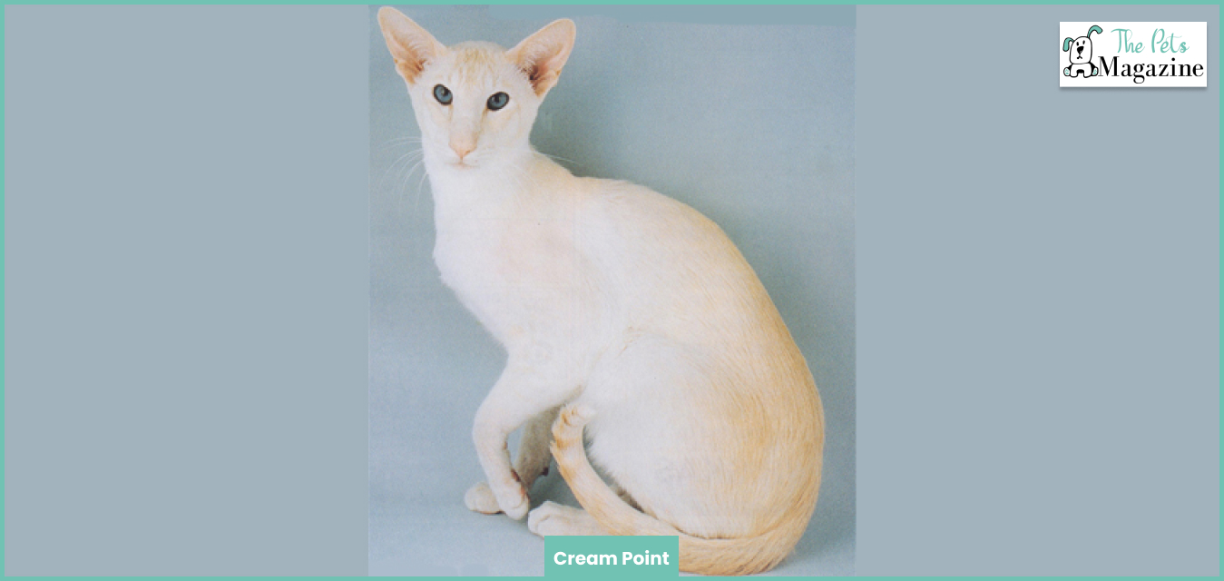 10 Types of Siamese Cats: A Complete Overview