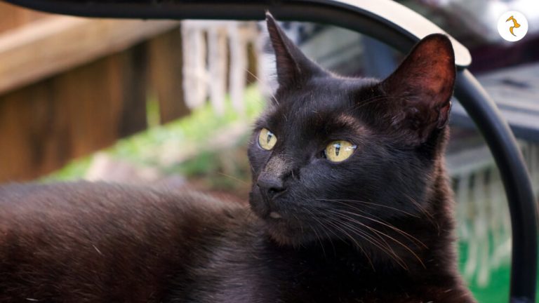 Most Popular Breeds of Brown Cats to Know About In 2025