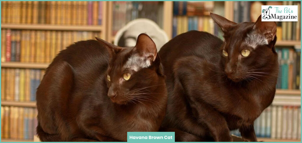 5 Best Breeds Of Brown Cats To Know About In 2024