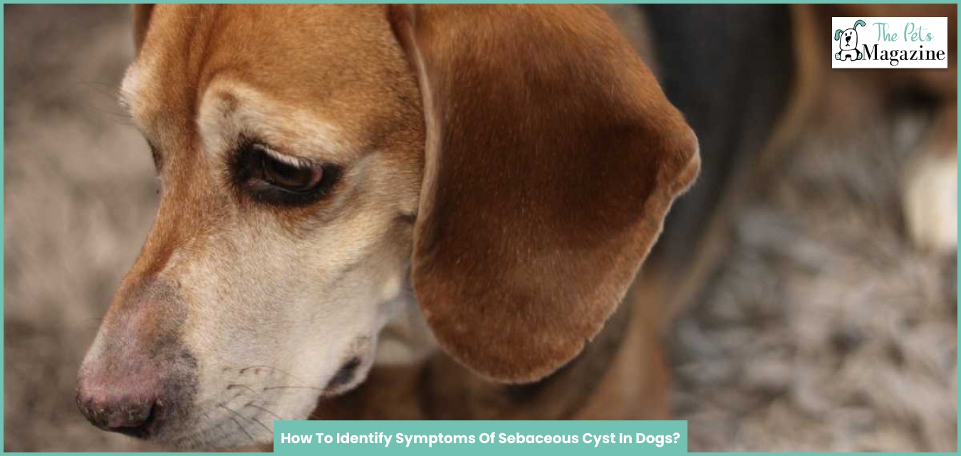 What Is a Sebaceous Cyst Dog & How To Drain A Cyst On Your Dog?