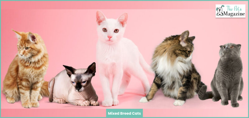 What Kind of Cat Do I have? A Guide To Identifying Your Cat’s Breed