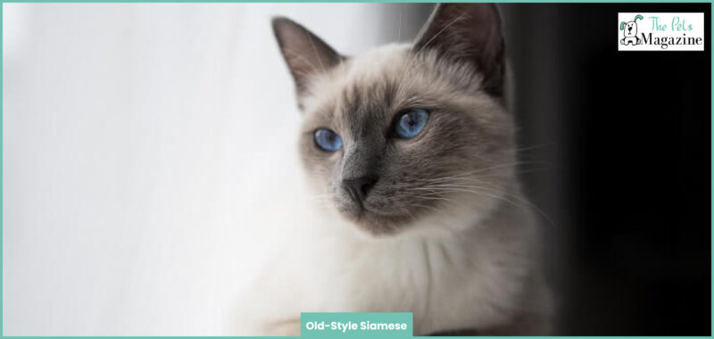 10 Types of Siamese Cats: A Complete Overview