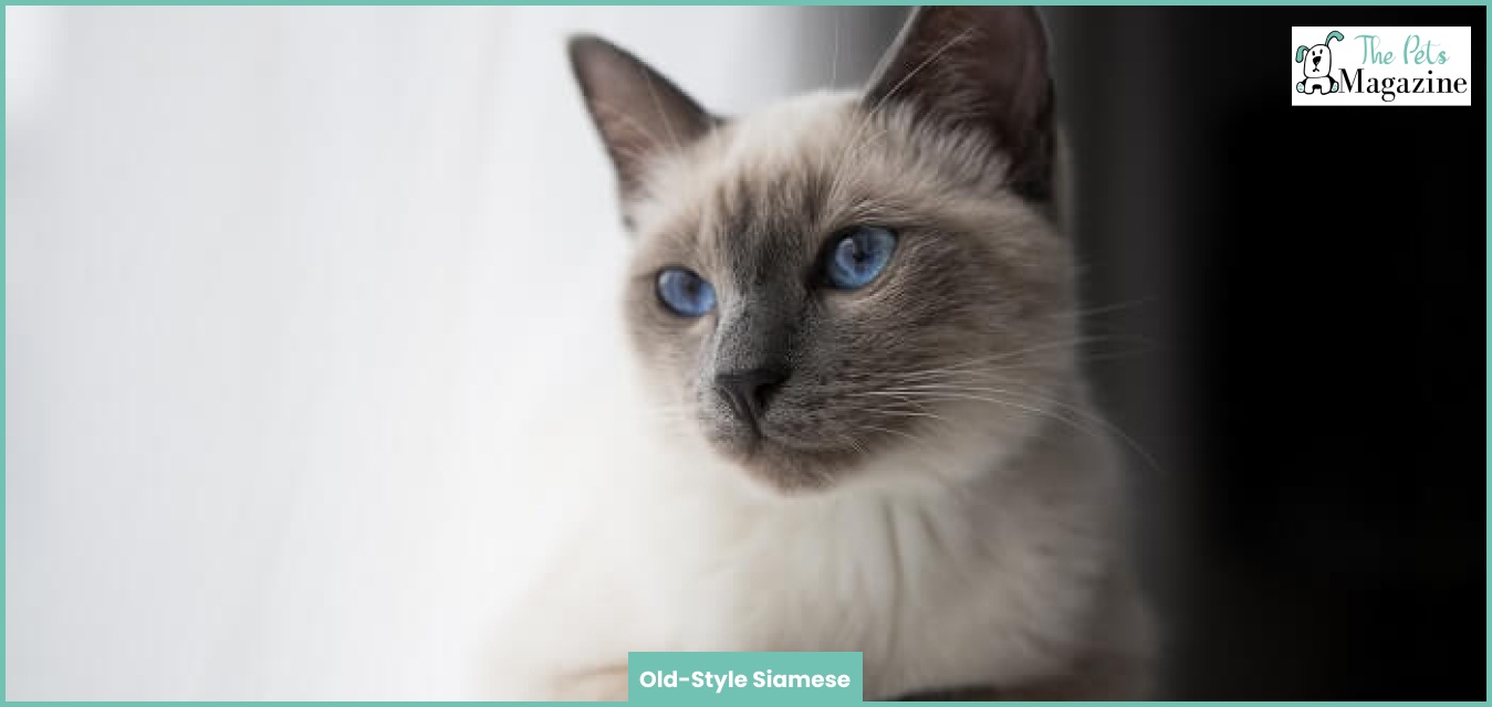 10 Types of Siamese Cats: A Complete Overview
