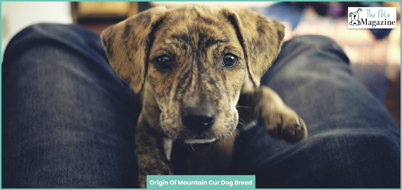 Mountain Cur : Is the Black Mouth Cur A Common Dog Breed?