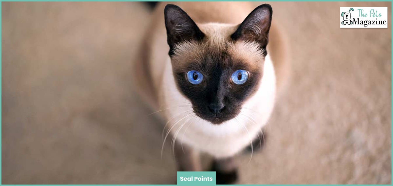 10 Types of Siamese Cats: A Complete Overview