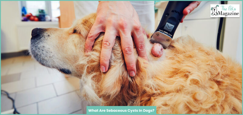 What Is a Sebaceous Cyst Dog & How To Drain A Cyst On Your Dog?