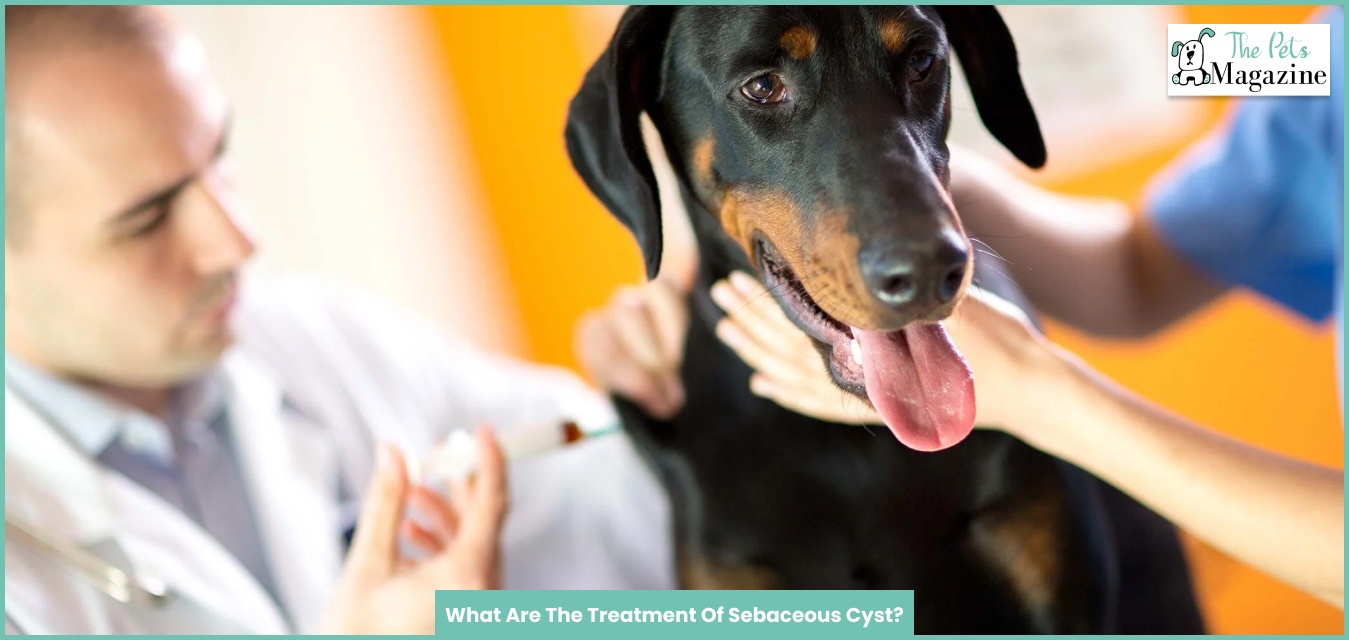 Sebaceous Cyst Treatment Dog at Leona Curlee blog