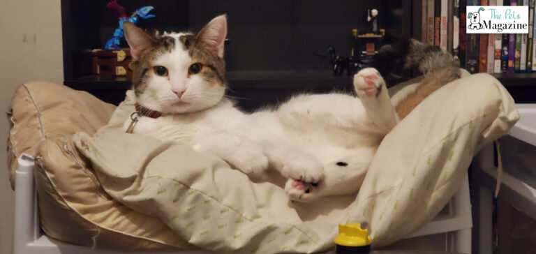 Pop Cat | What Is The Story Behind The Pop Cat Meme?