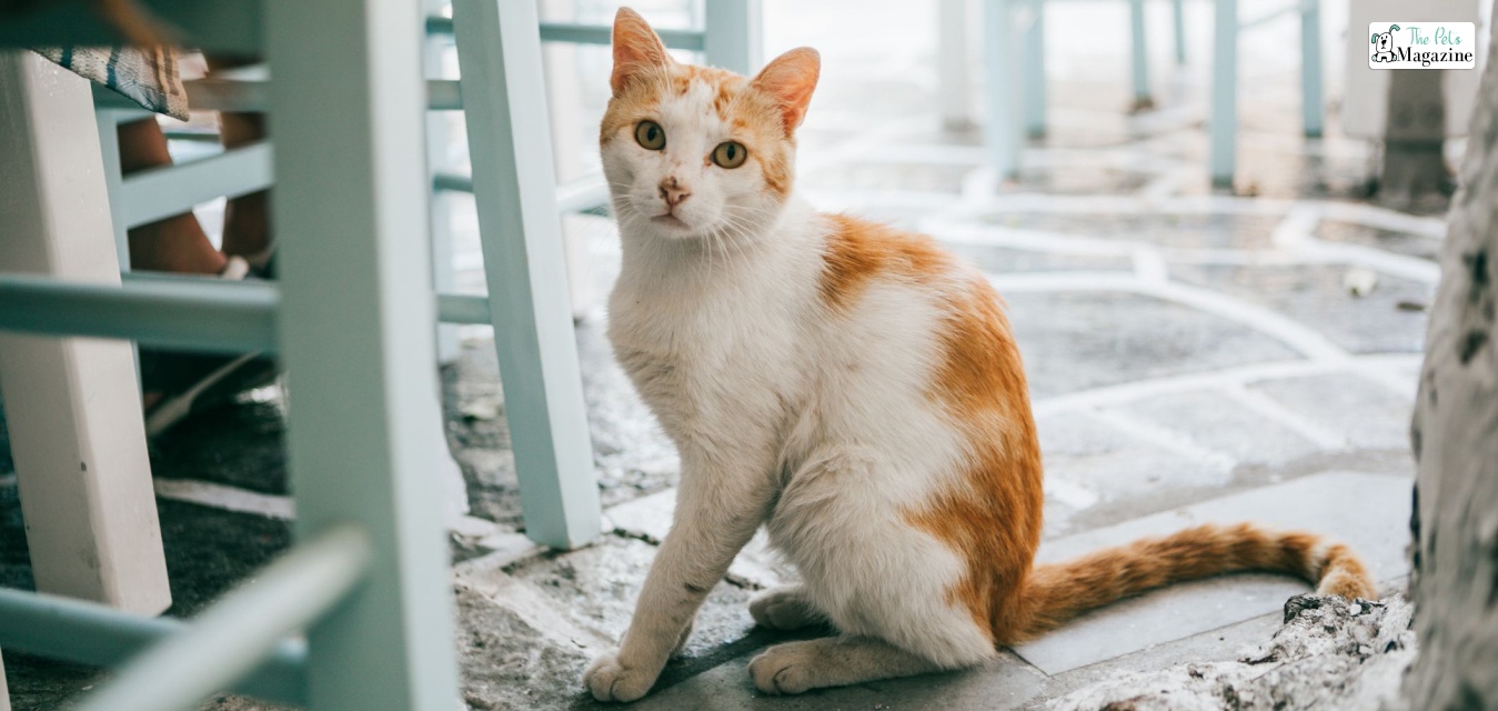 Aegean Cat (one of the friendliest cats): Know All About This breed