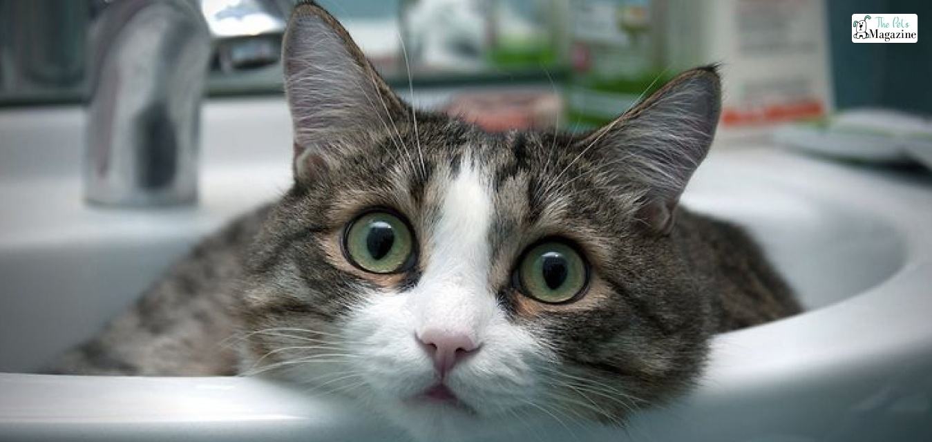 Aegean Cat (one of the friendliest cats): Know All About This breed