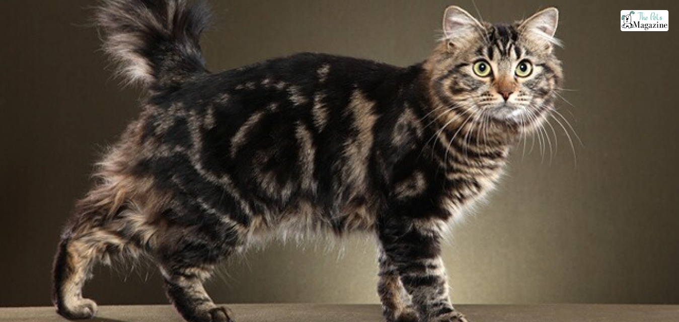 Cute Little American Bobtail Cat: Complete Breed Profile