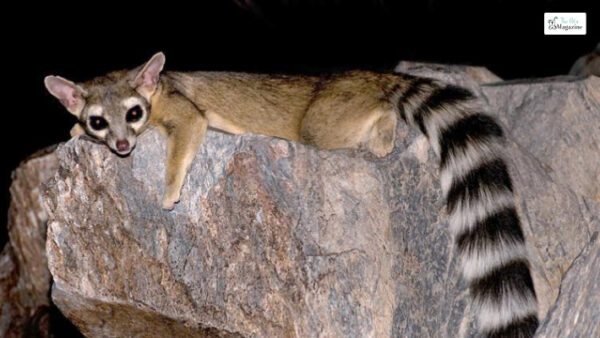 What Is A Ringtail Cat: Appearance, Facts, Diet, And More