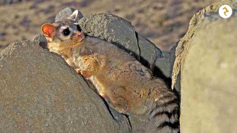 What Is A Ringtail Cat: Appearance, Facts, Diet, And More