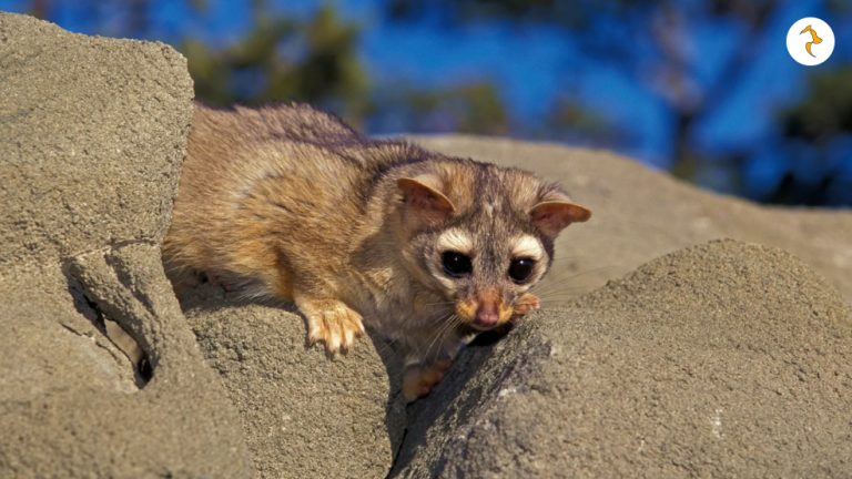 What Is A Ringtail Cat: Appearance, Facts, Diet, And More