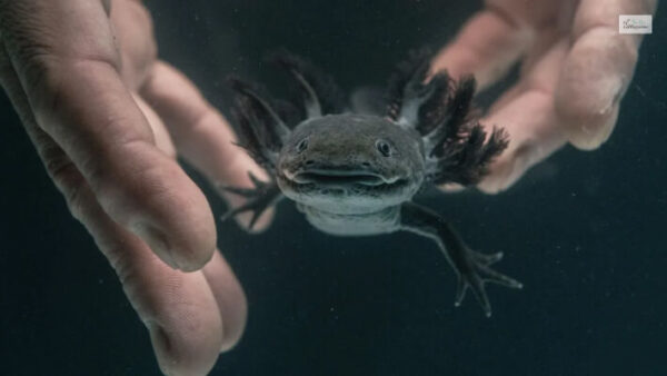 Axolotl: A Complete Overview, Habitat, Diet, Lifespan, Pictures