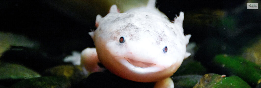 Keeping Axolotl As A Pet: Guide To Axolotl Care And Keeping