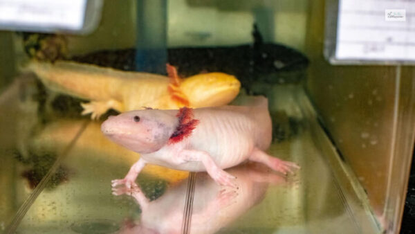Axolotl: A Complete Overview, Habitat, Diet, Lifespan, Pictures
