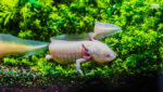 Axolotl: A Complete Overview, Habitat, Diet, Lifespan, Pictures