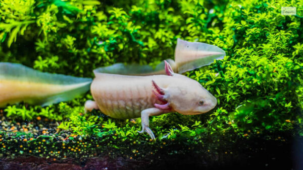 Axolotl: A Complete Overview, Habitat, Diet, Lifespan, Pictures