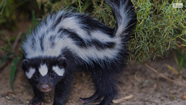 Zorilla: Meet The Coolest Safari Creature From Africa