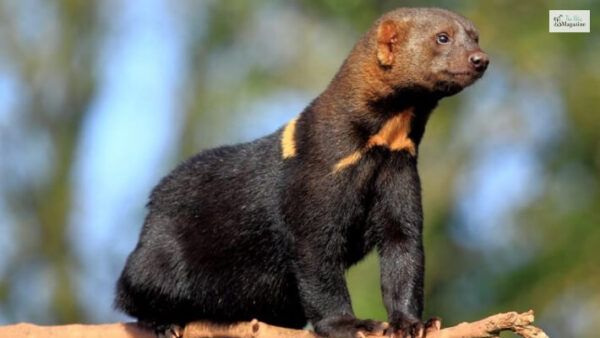 Meet Latin America's Weasel Relative, Tayra | Facts, Diet. Pictures
