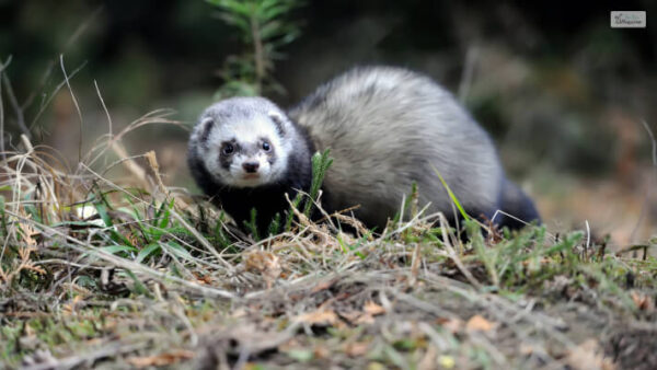 Zorilla: Meet The Coolest Safari Creature From Africa