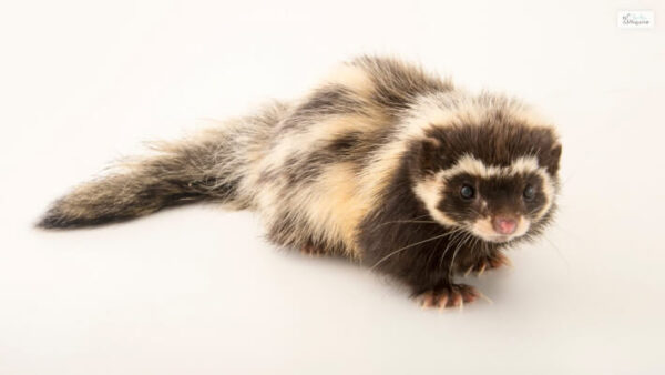 Zorilla: Meet The Coolest Safari Creature From Africa