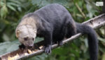 Meet Latin America's Weasel Relative, Tayra | Facts, Diet. Pictures
