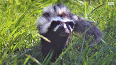 Zorilla: Meet The Coolest Safari Creature From Africa